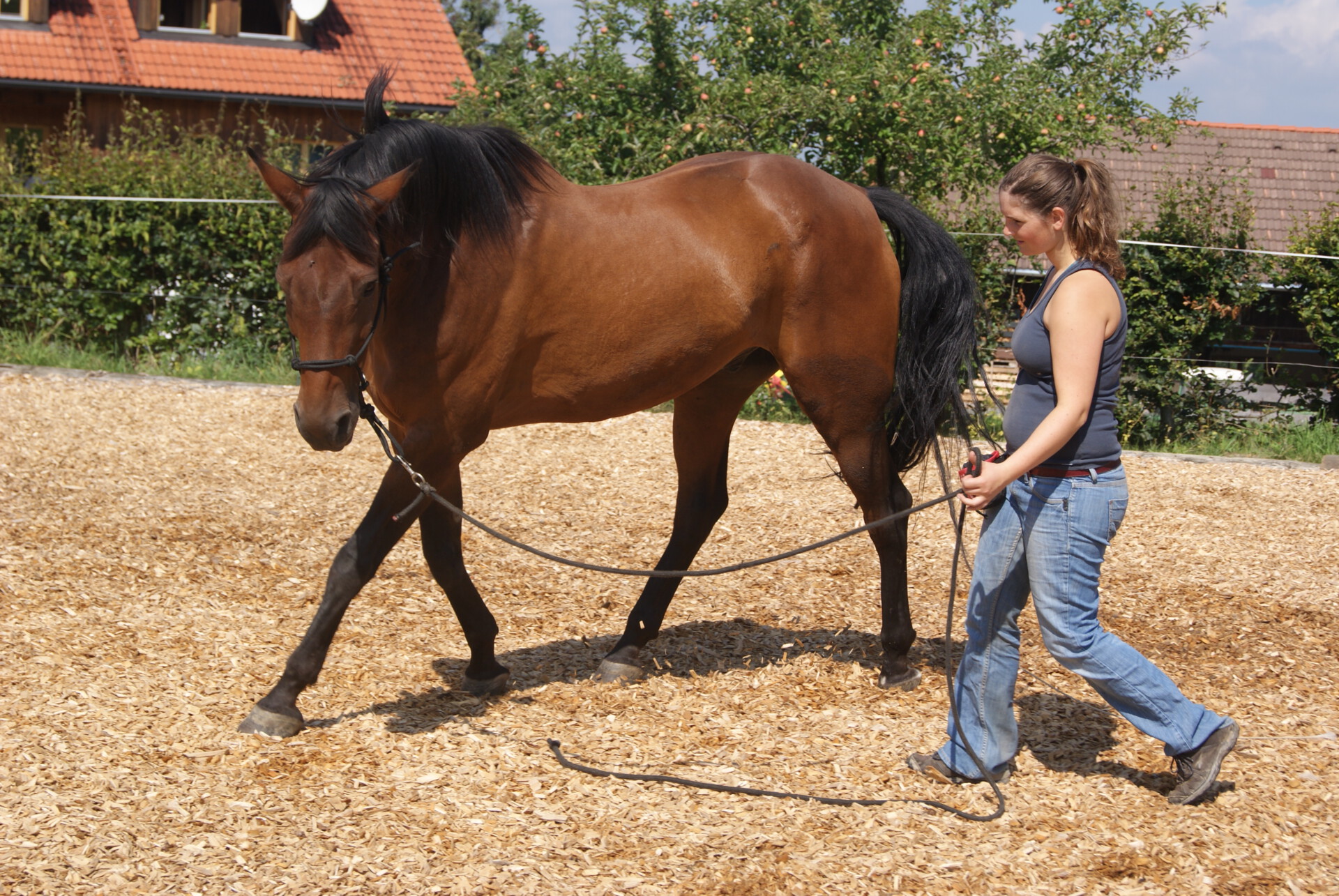 Aufwind Pferde — Natural Horsemanship